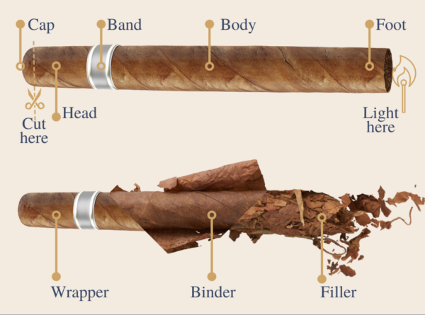 The anatomy of a cigar - Cigars BOX